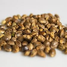 Bomb seeds – MomSeedBank